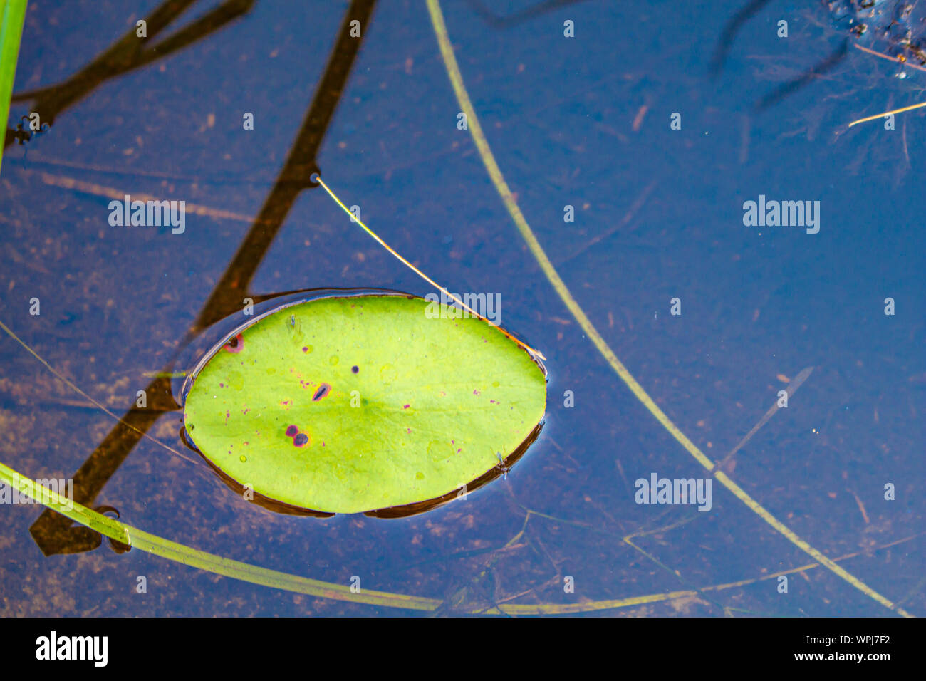 Lily pad area hi-res stock photography and images - Alamy