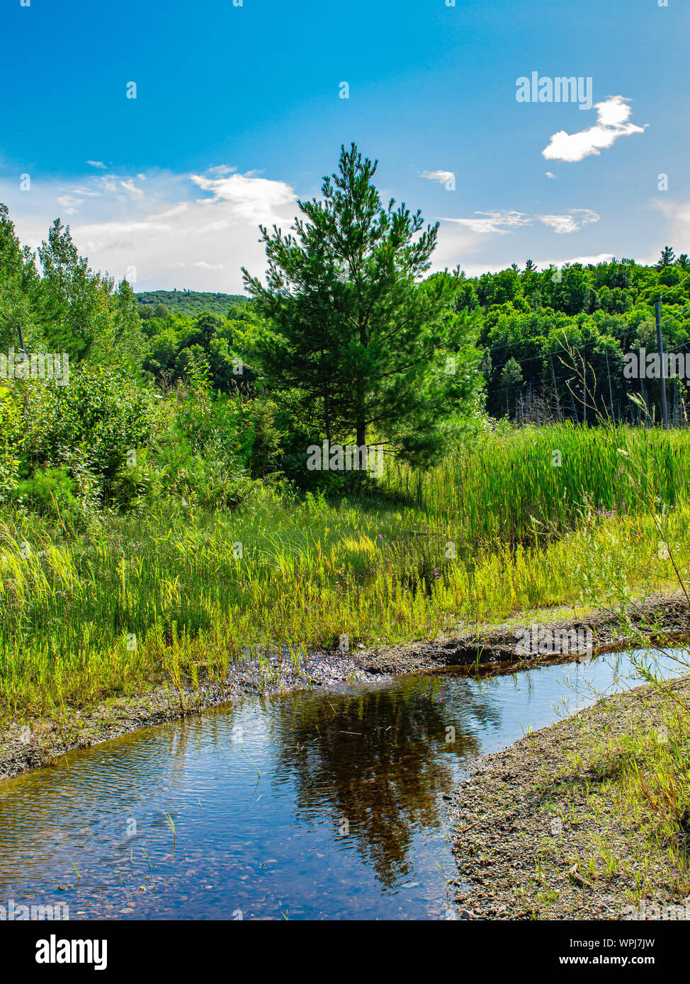 An evergreen tree stands behind a creek, with its reflection clearly ...