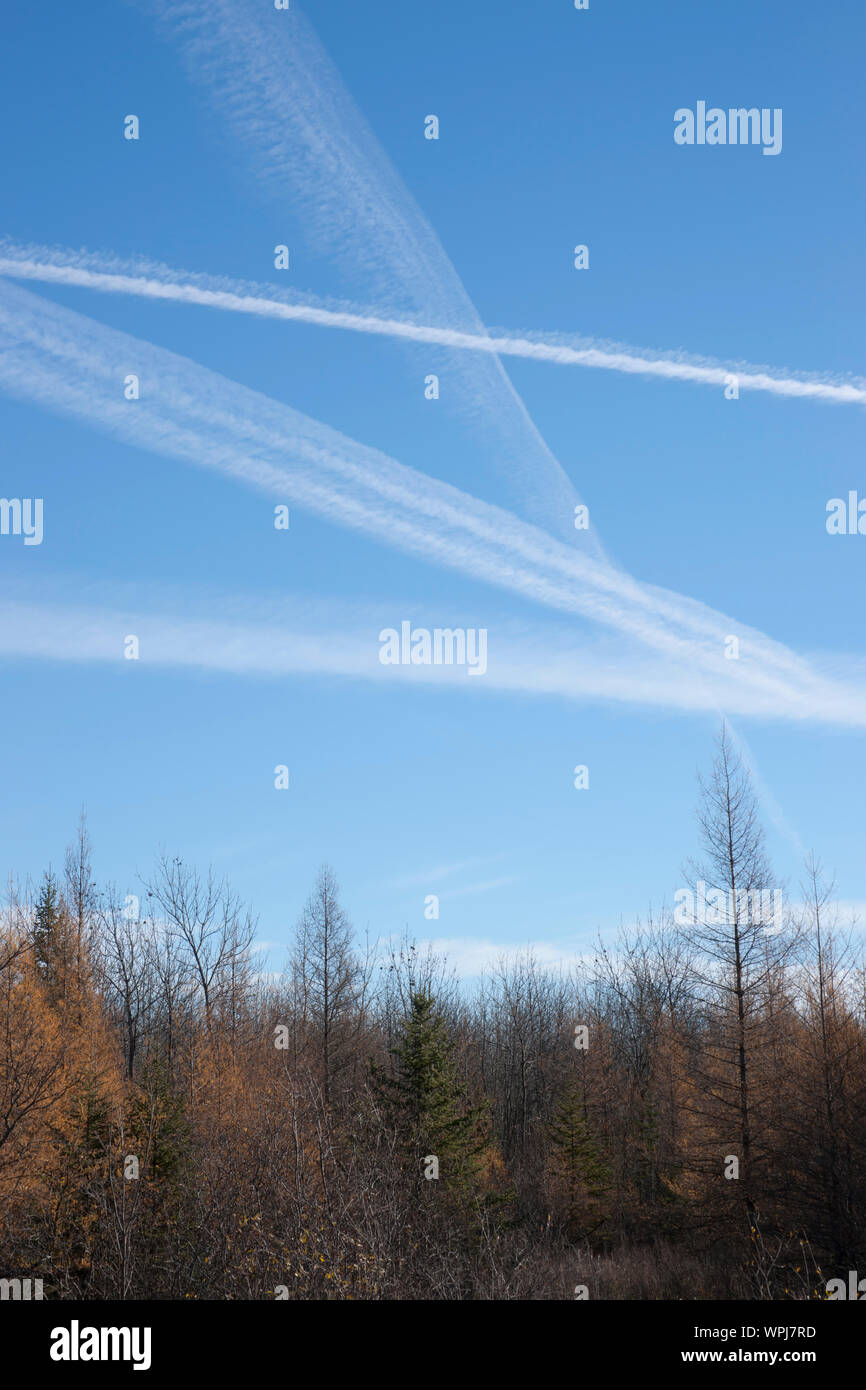 Early morning fall landscape of pine woods and blue sky with ...