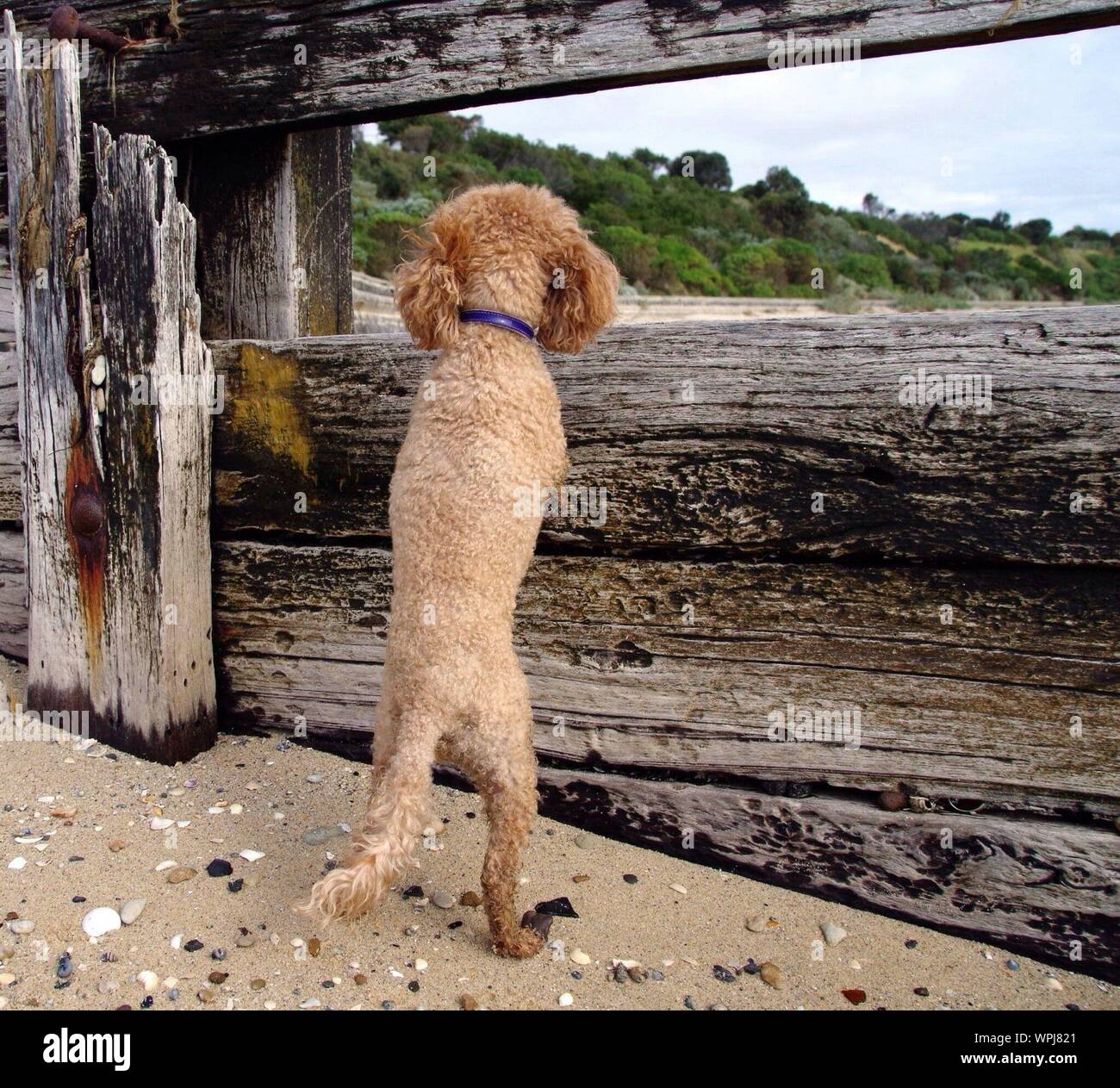 Dog Looking Over Fence High Resolution Stock Photography and Images - Alamy