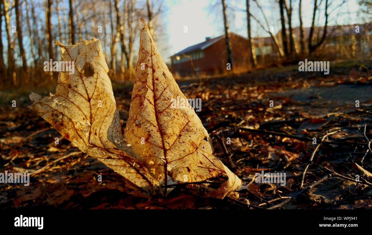 Messy leaves hi-res stock photography and images - Alamy