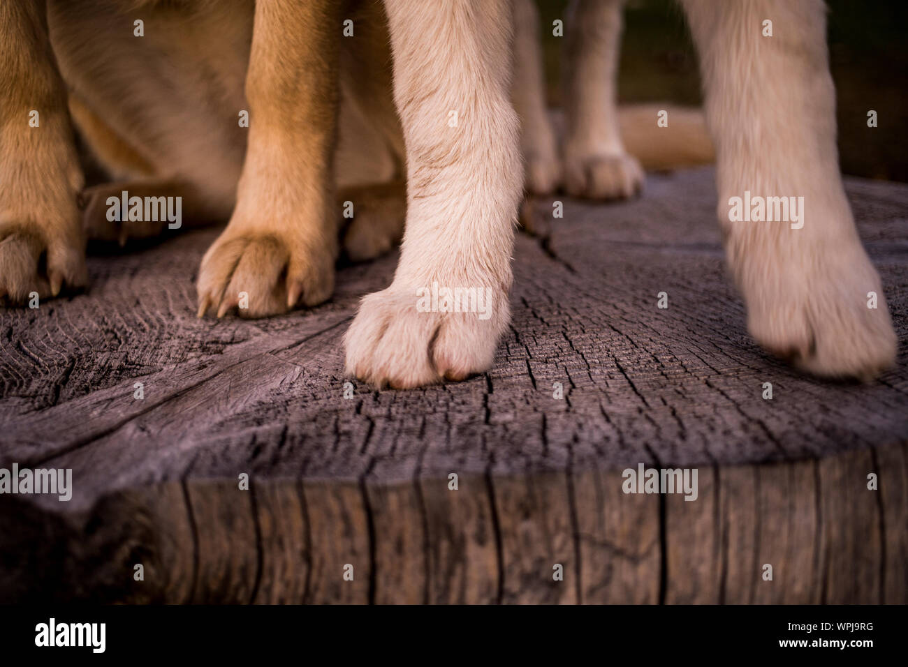 Dog paws on a firewood round Stock Photo - Alamy