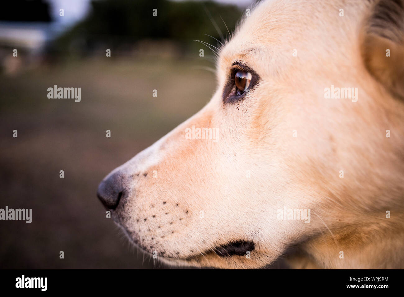 A sad looking husky mutt portrait Stock Photo - Alamy