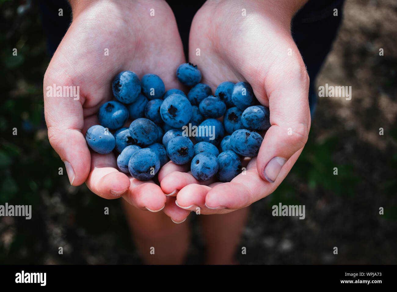 Blueberry picking hi-res stock photography and images - Alamy