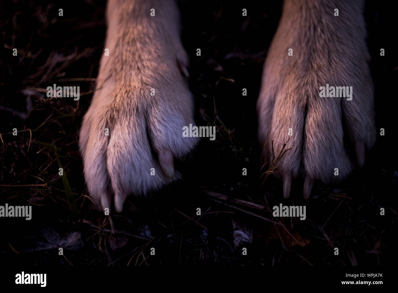 Husky dog paws in fading sunset light Stock Photo - Alamy