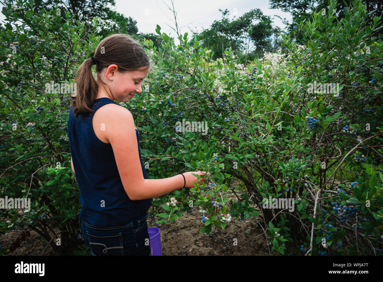 Girl Picking Blueberries on a Michigan Blueberry Farm Stock Photo - Alamy
