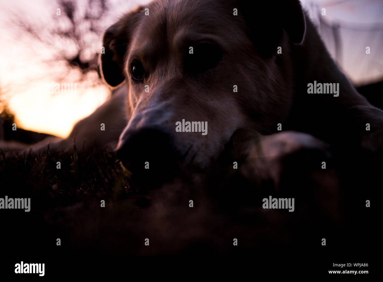 Mutt dog hi-res stock photography and images - Alamy