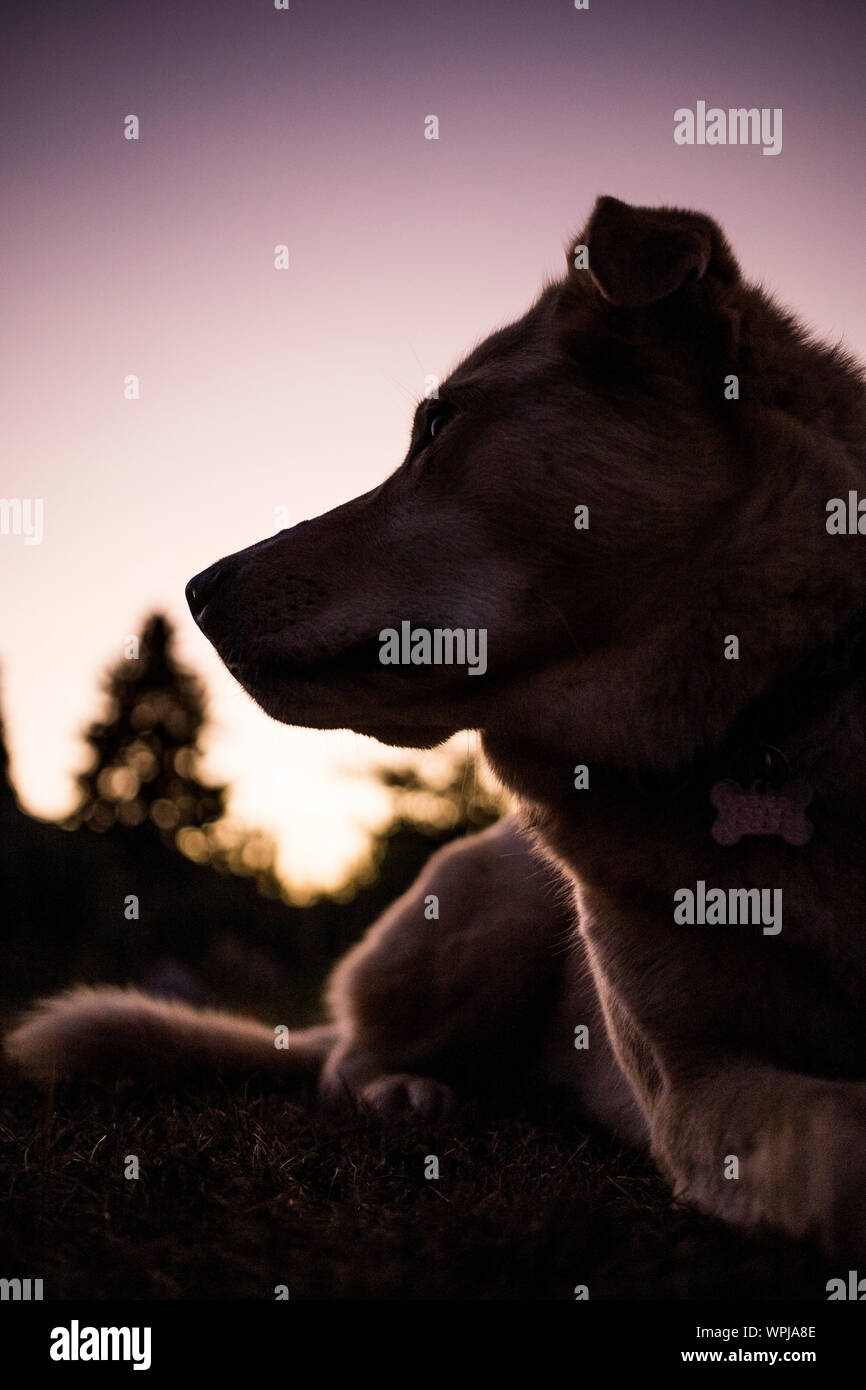 Dog side view hi-res stock photography and images - Alamy