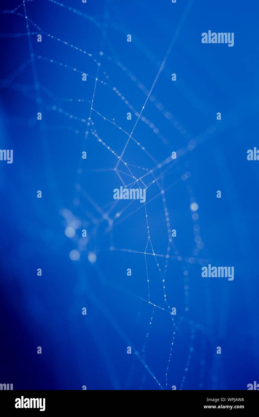 Blue spider web hi-res stock photography and images - Alamy