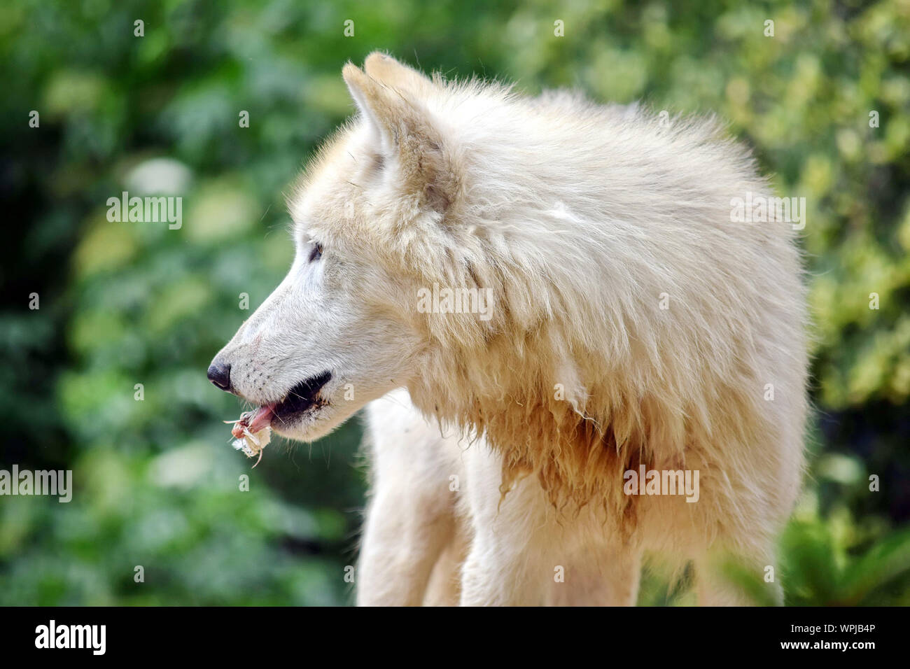 Arctic wolf eating hi-res stock photography and images - Alamy
