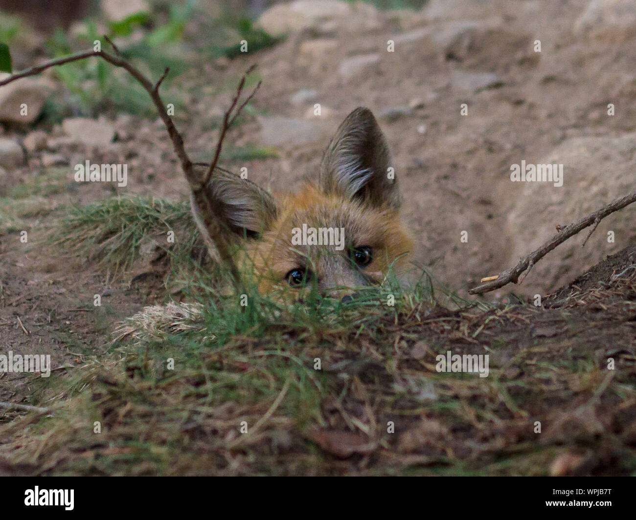 Fox hiding hi-res stock photography and images - Alamy