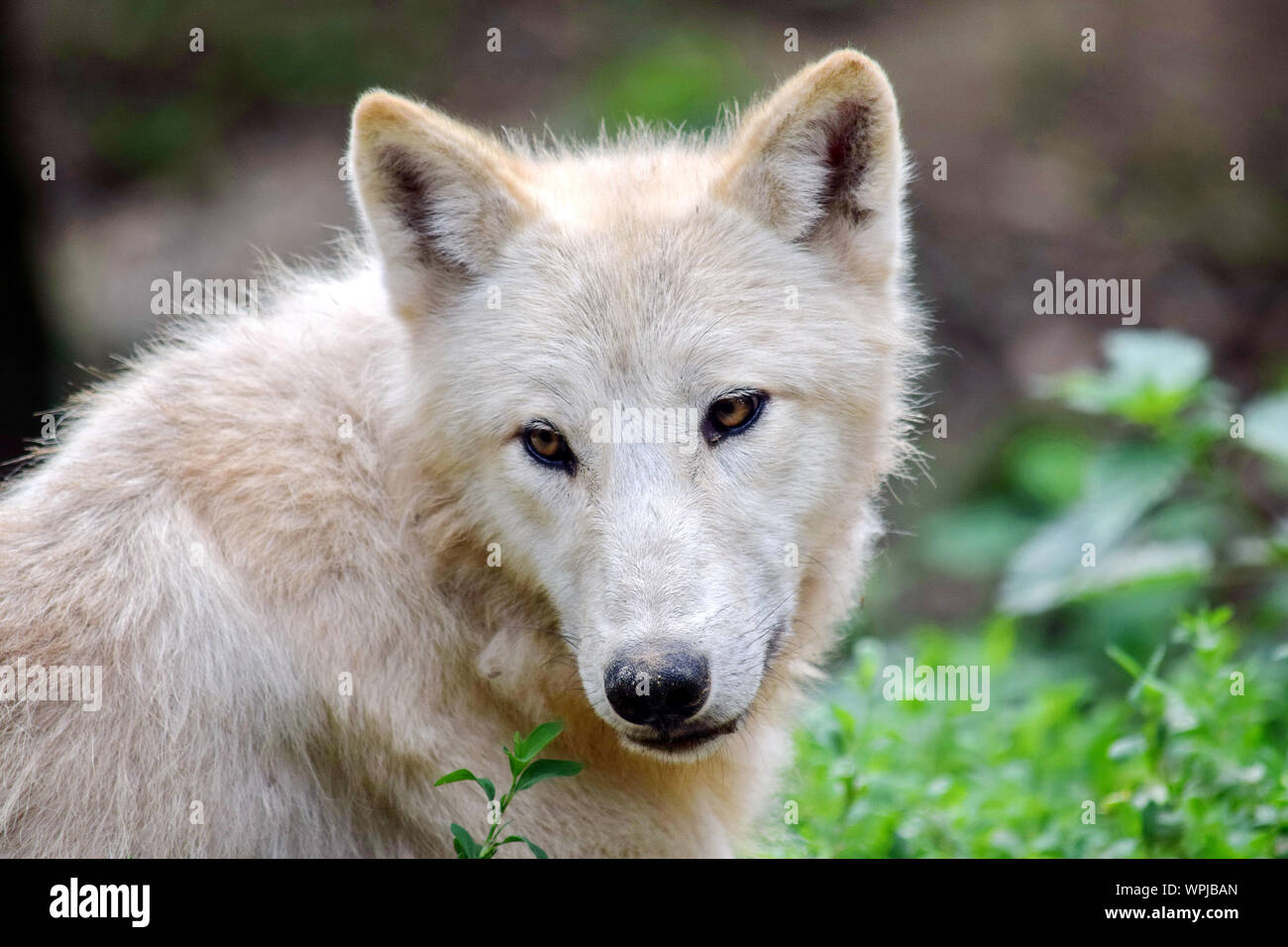 Cute White Wolf Pup With Blue Eyes