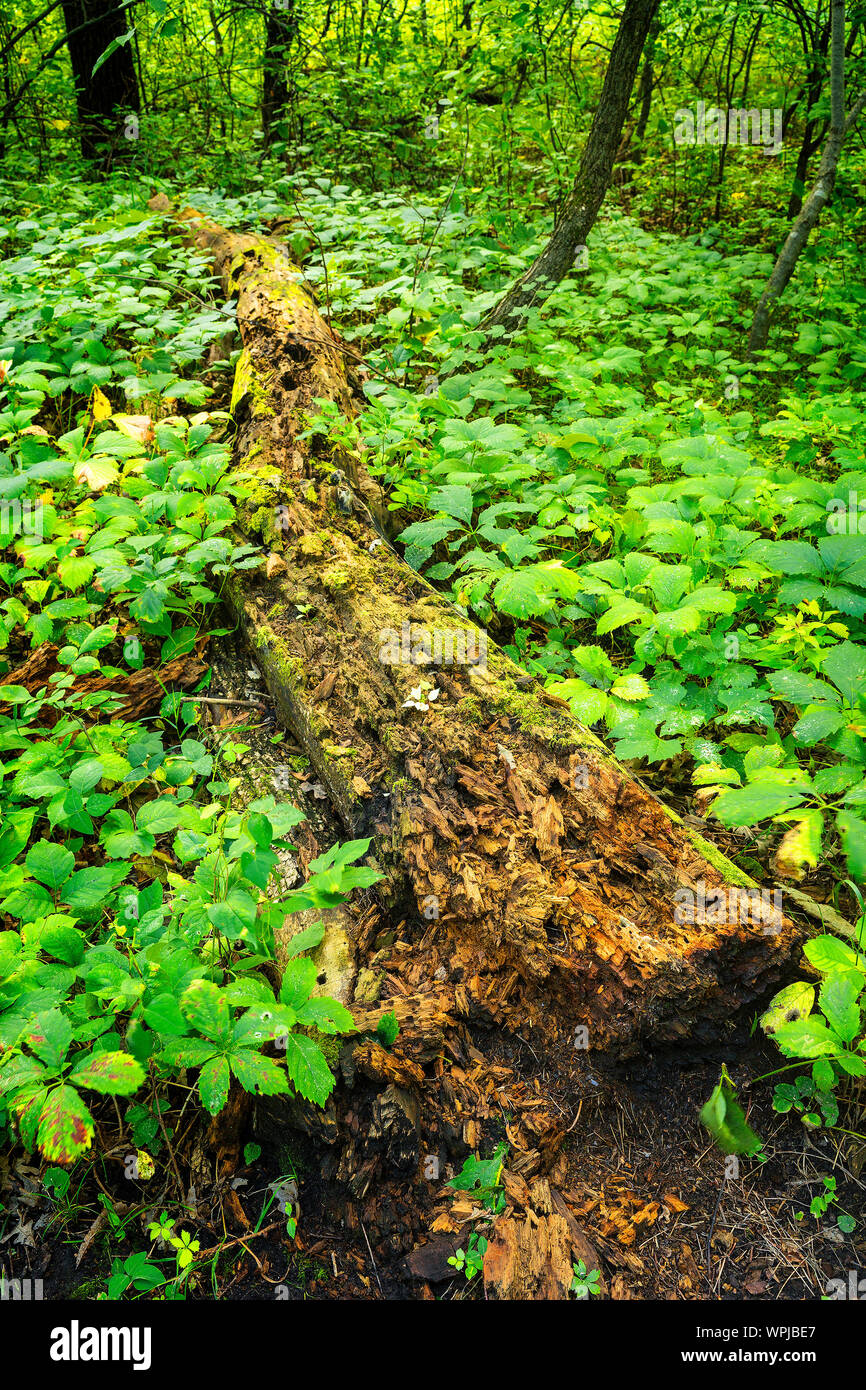 Rotting vegetation hi-res stock photography and images - Alamy