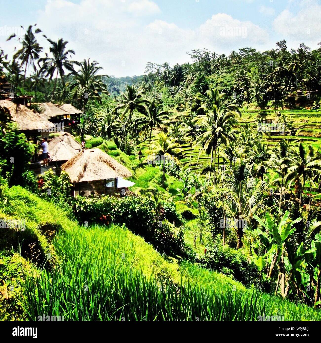 Surrounded by palm trees hi-res stock photography and images - Alamy