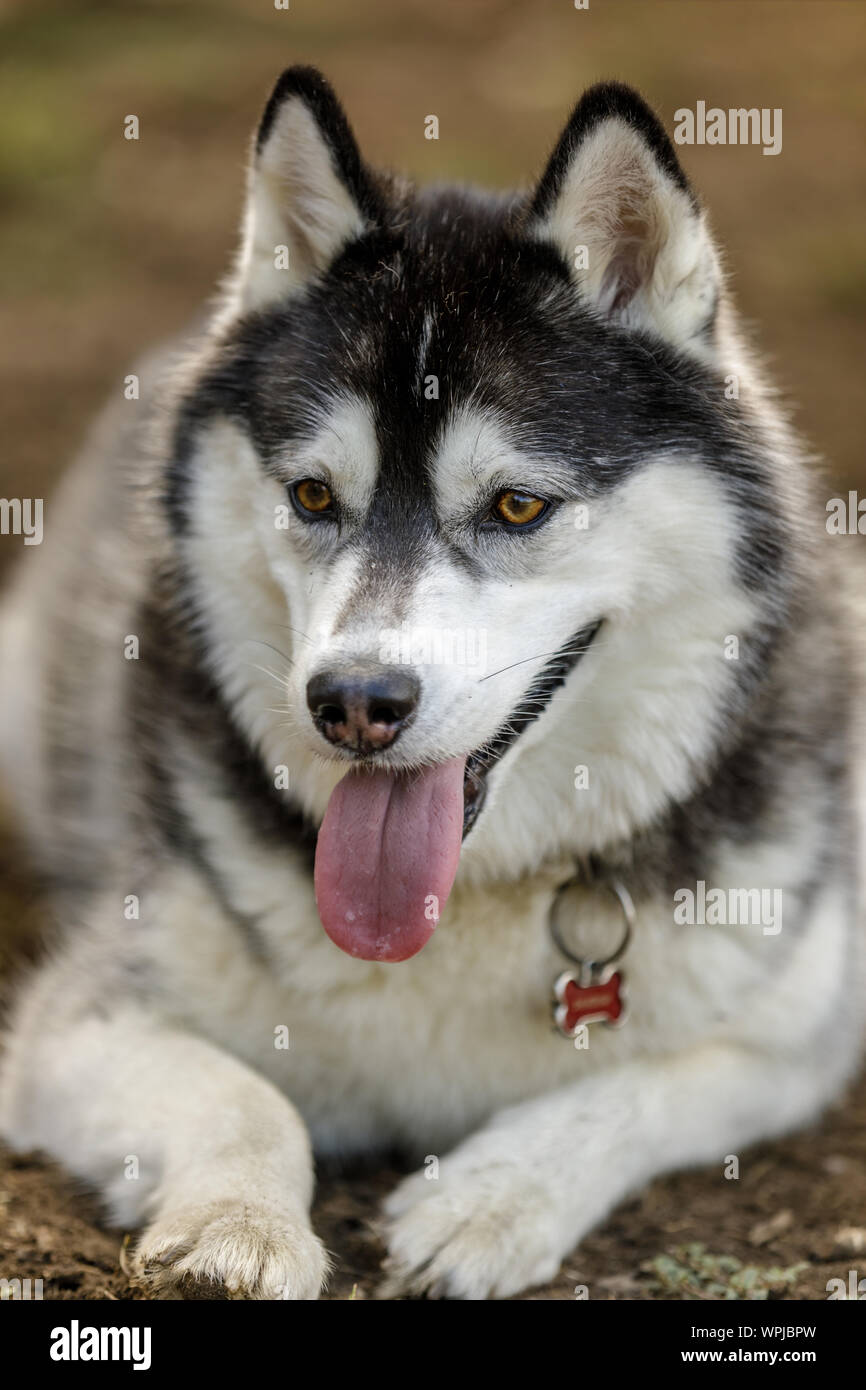Siberian Husky male resting Stock Photo - Alamy
