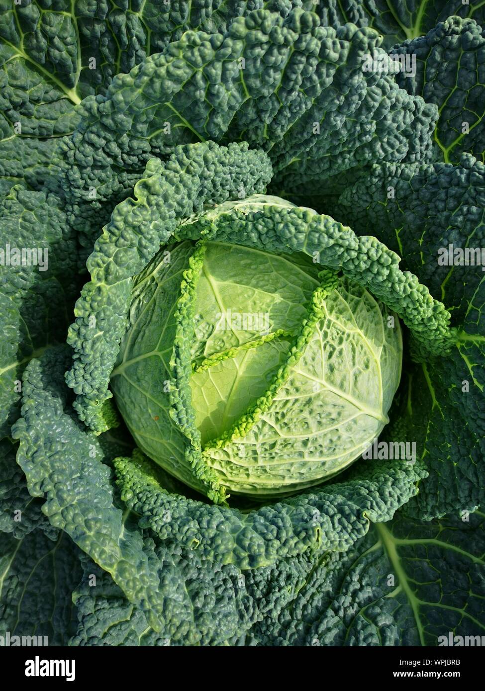 field of ripe cabbage Stock Photo - Alamy