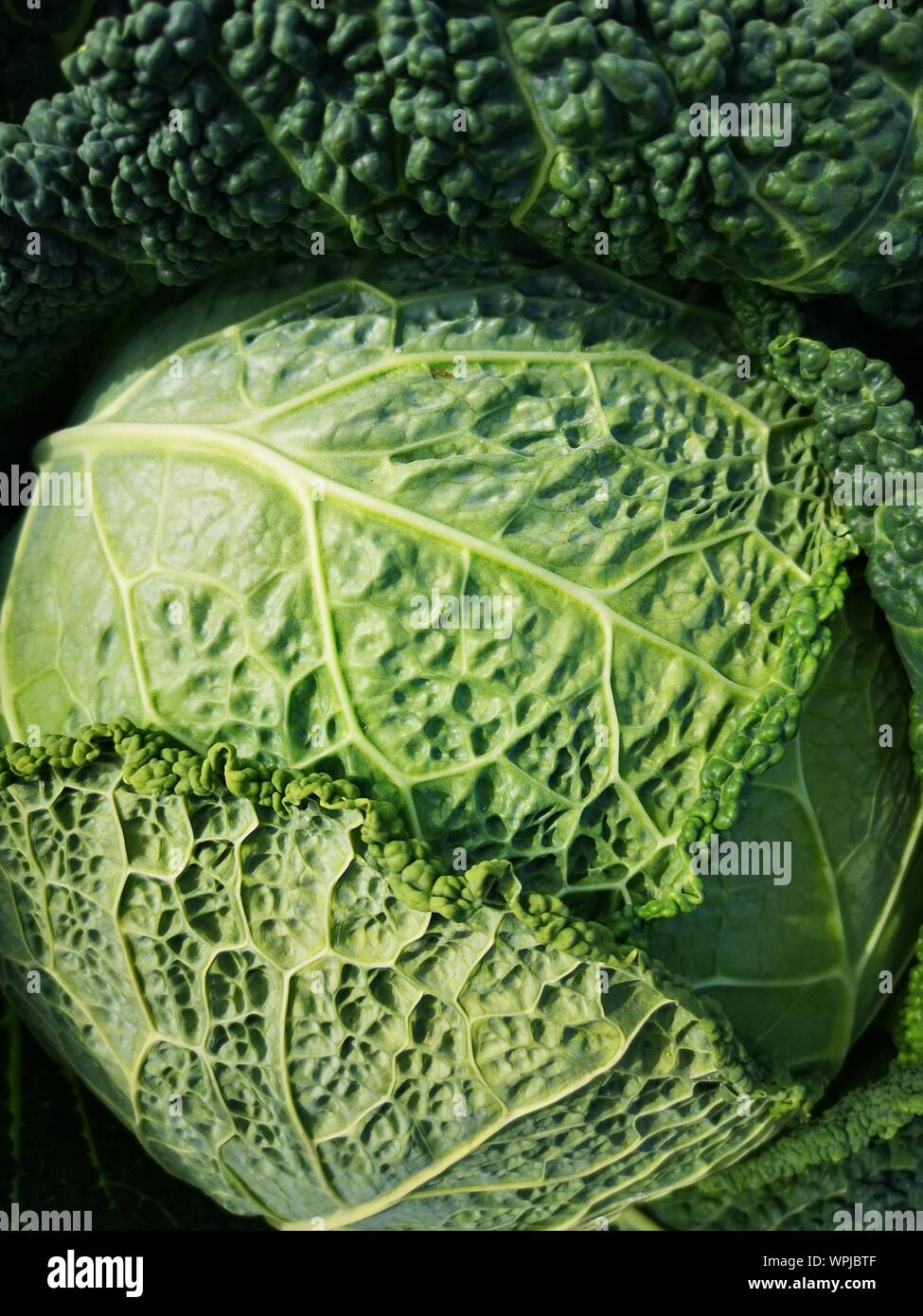 field of ripe cabbage Stock Photo - Alamy