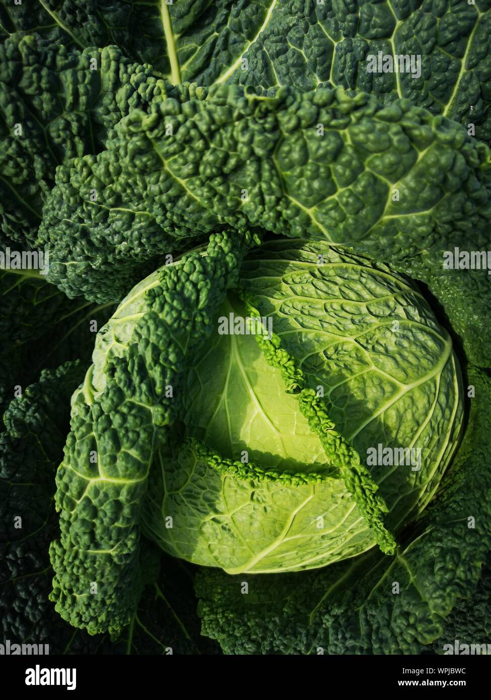 field of ripe cabbage Stock Photo - Alamy