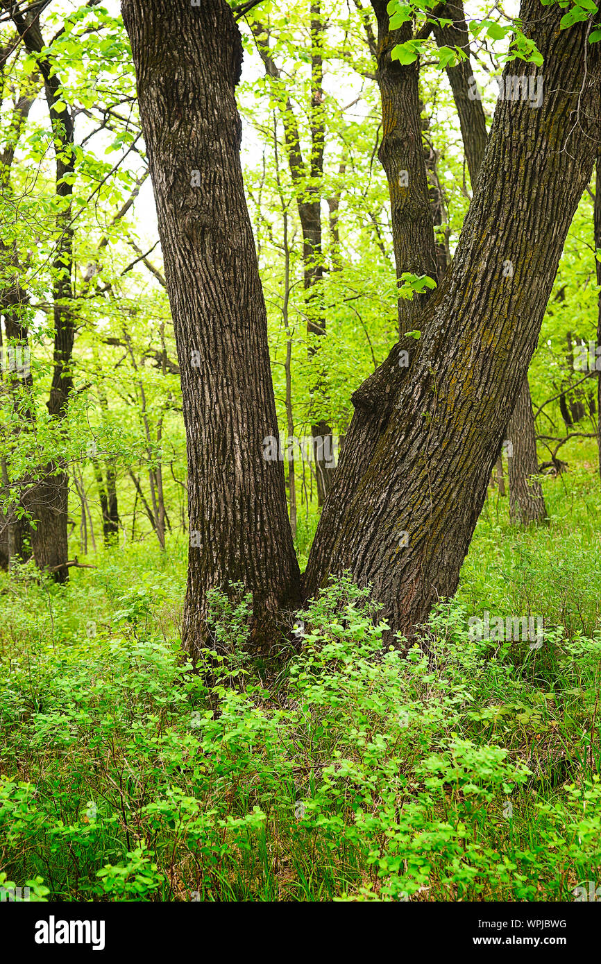 Tree trunks joined and forming a V shape stand with lush foliage at its ...