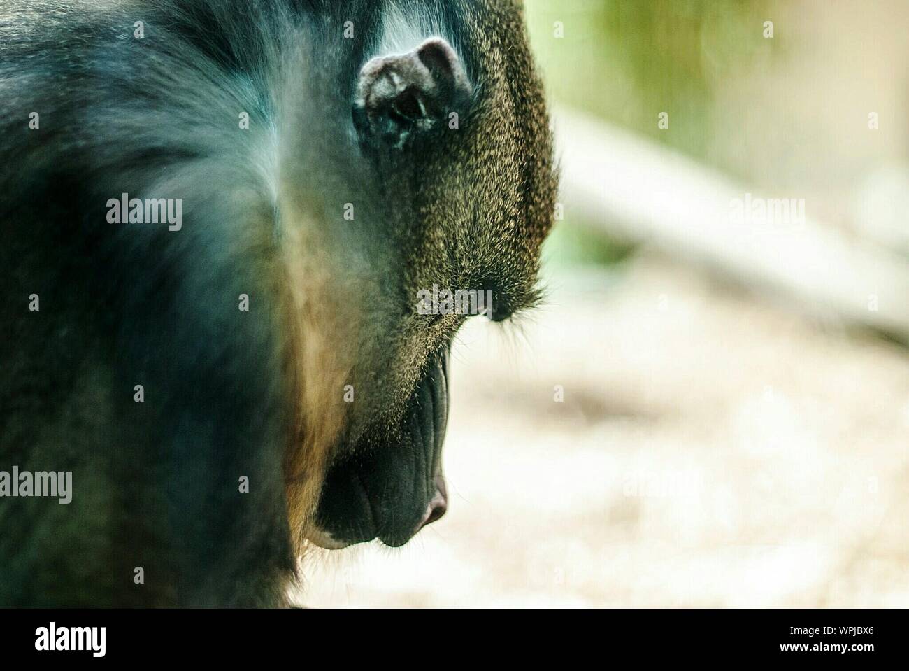 Monkey Looking Down High Resolution Stock Photography and Images - Alamy