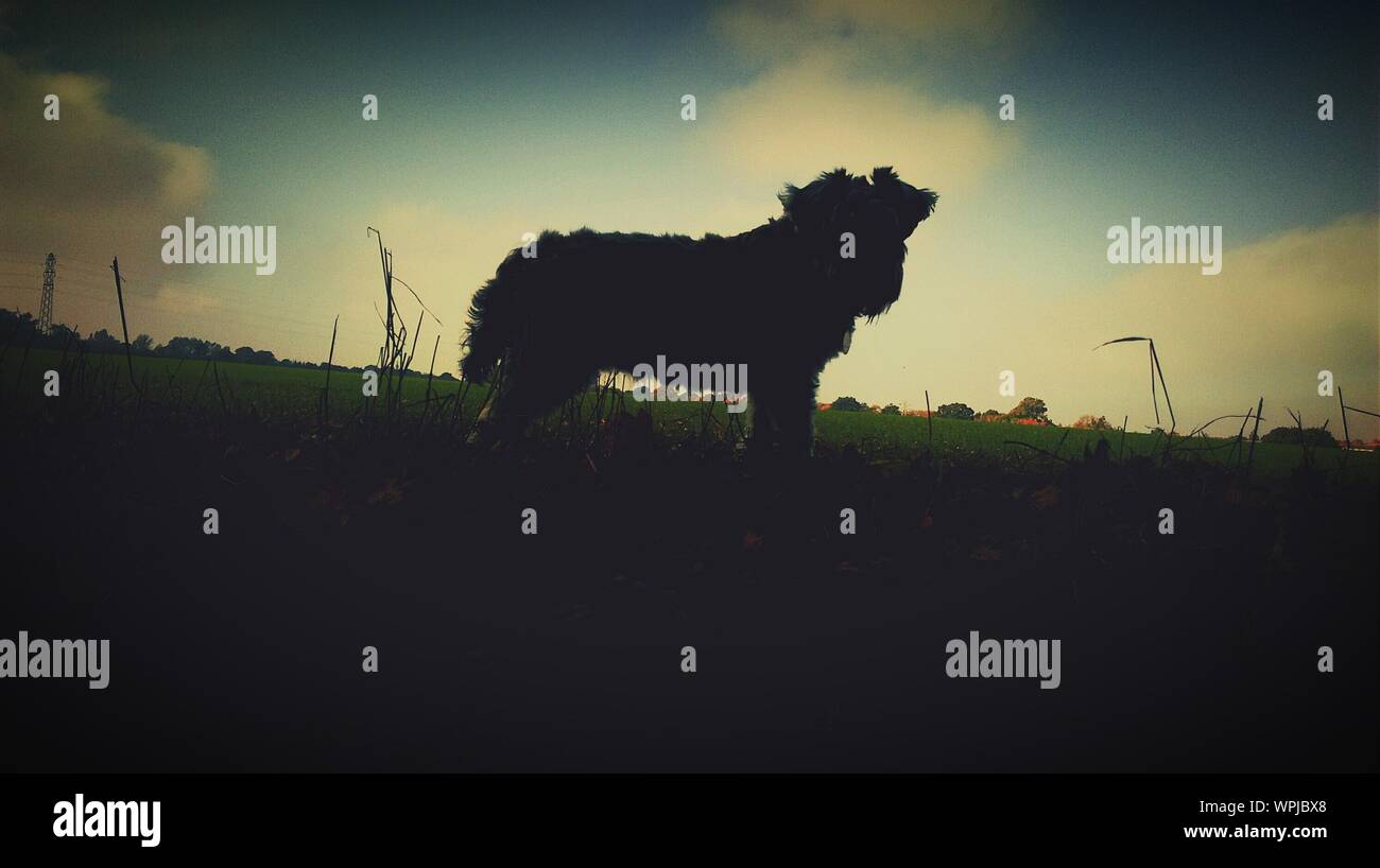 Silhouette Dog On Field At Dusk Stock Photo - Alamy