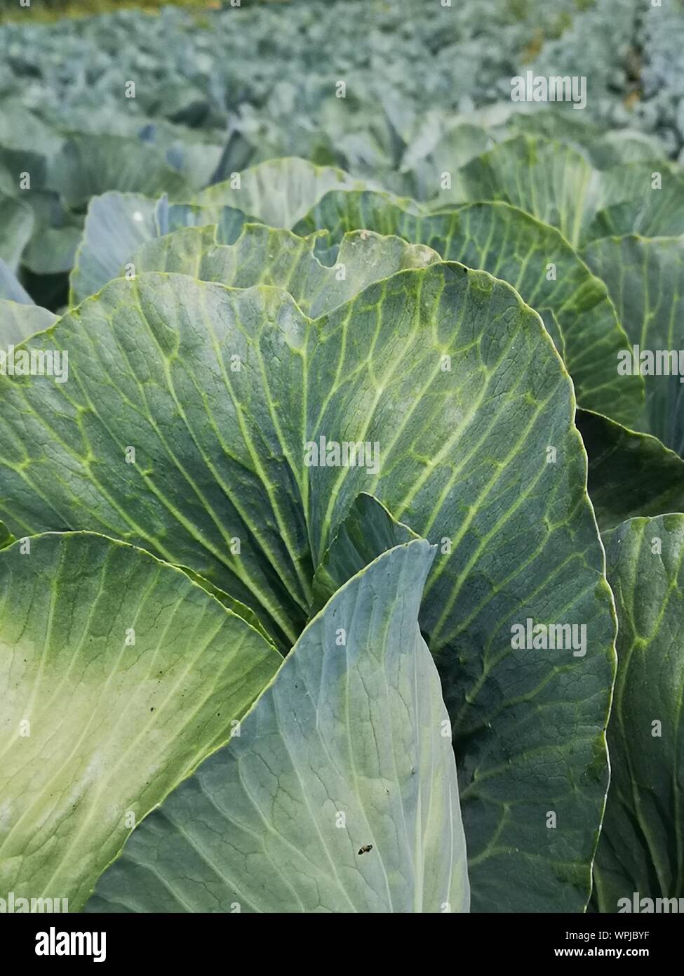 field of ripe cabbage Stock Photo - Alamy