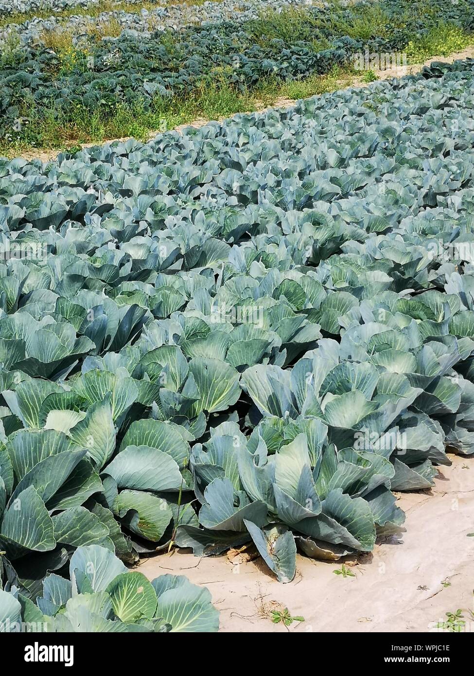 field of ripe cabbage Stock Photo - Alamy
