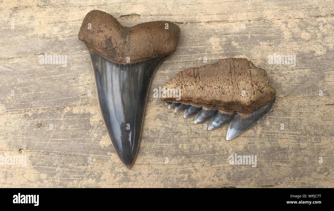 Shark with sharp teeth hi-res stock photography and images - Alamy