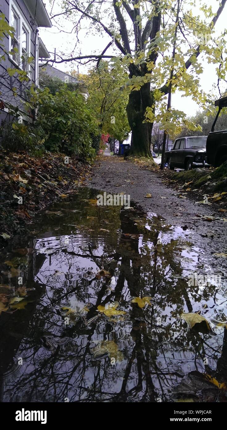 Reflection tree in puddle branch hi-res stock photography and images ...