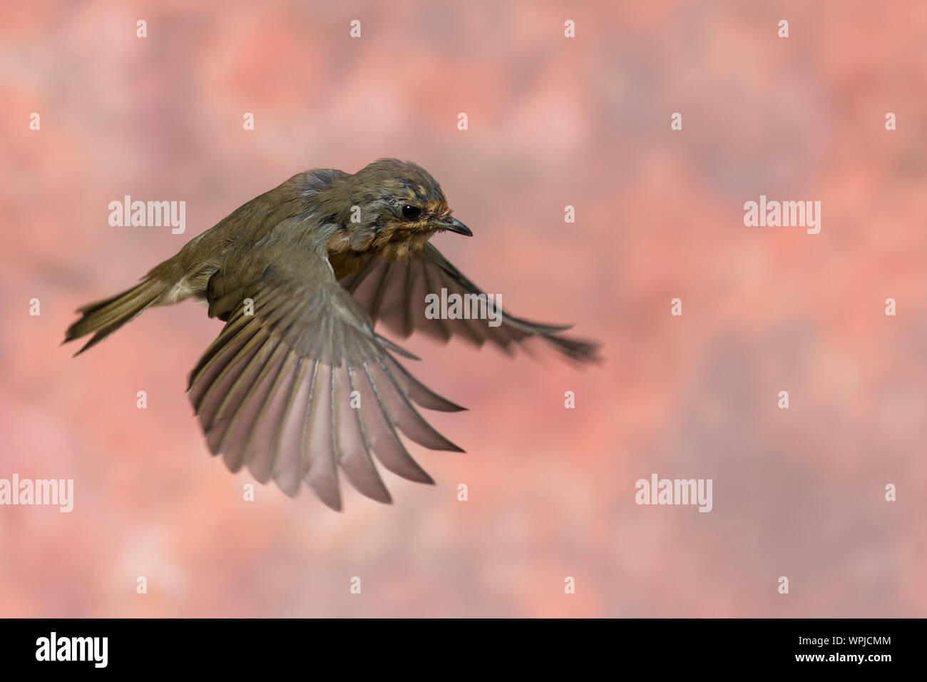 Robin in flight hi-res stock photography and images - Alamy