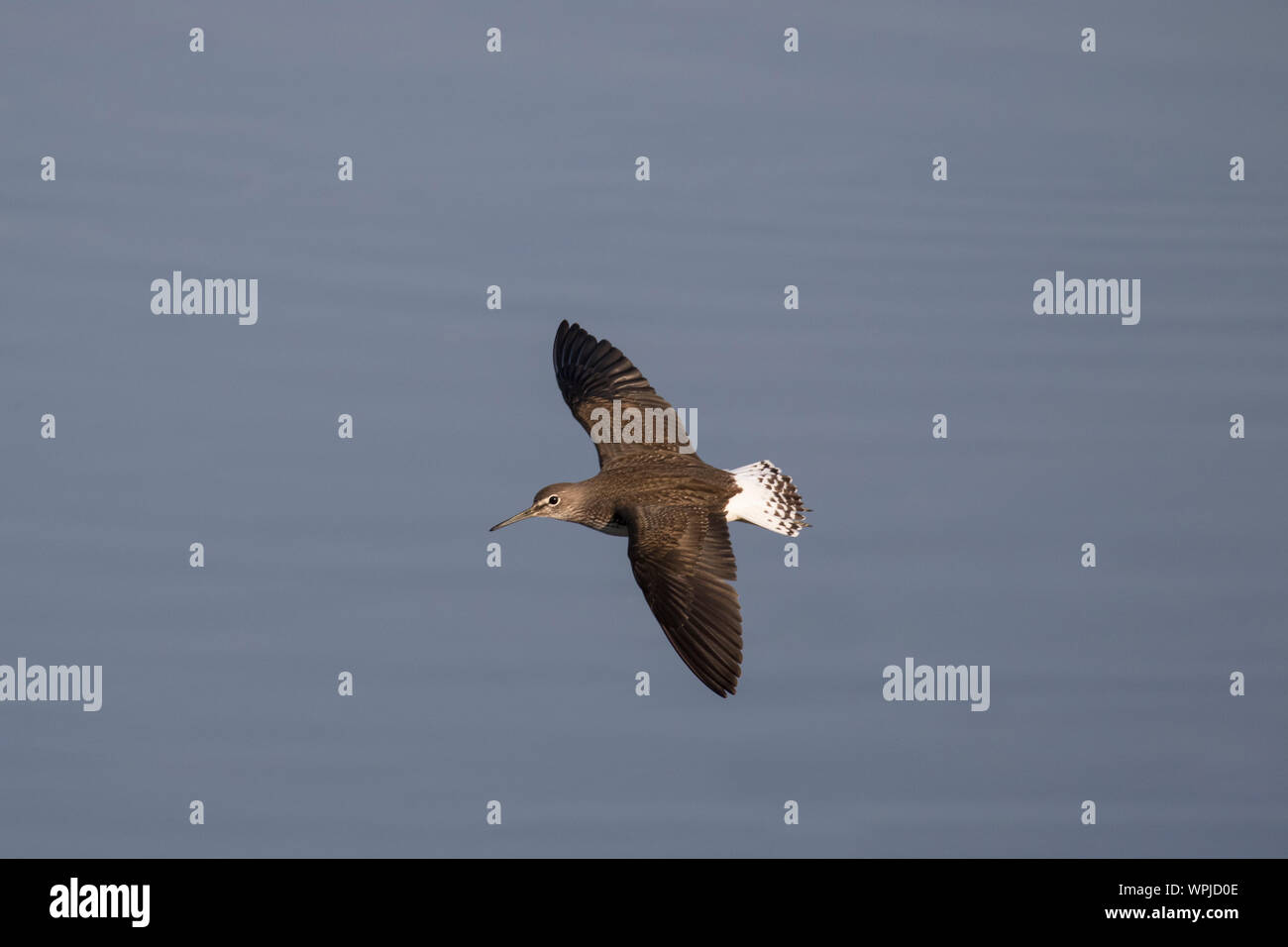 Green sandpiper in flight Stock Photo - Alamy