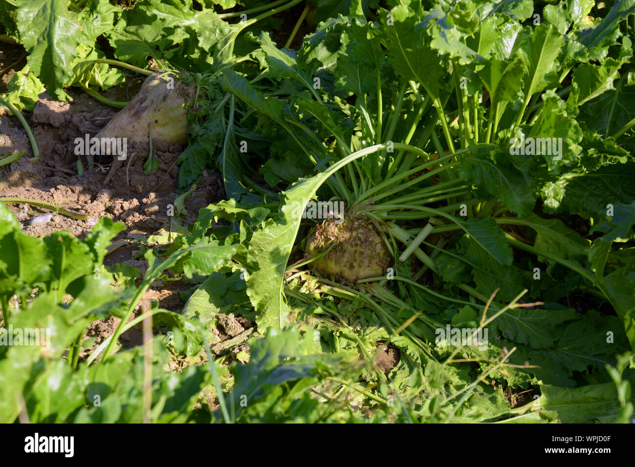 big ripe fodder beet in soil on field before harvesting, ripe sugar ...