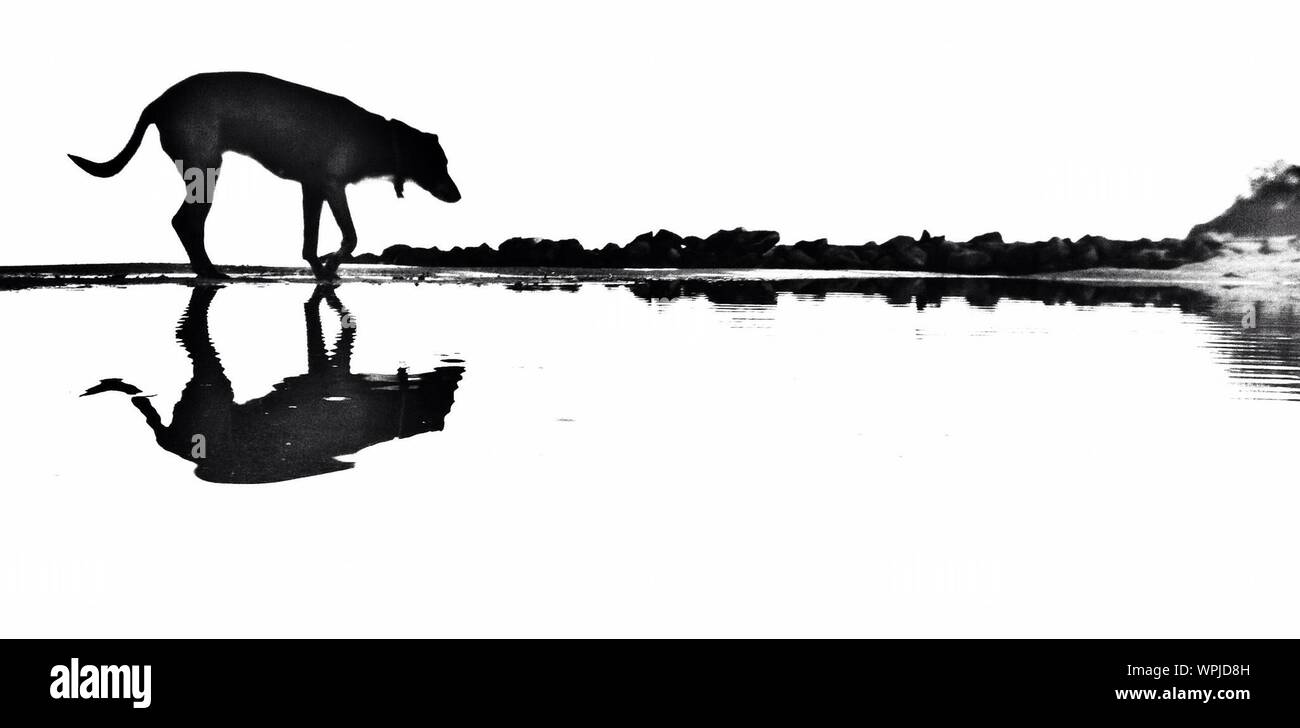 Reflection dog hi-res stock photography and images - Alamy