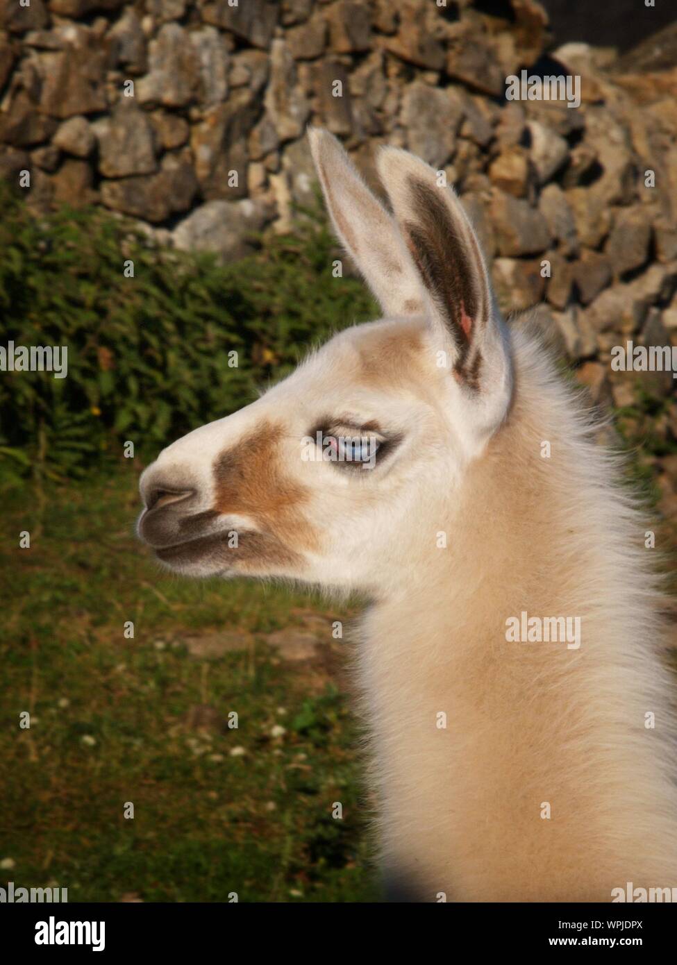 Llama cria hi-res stock photography and images - Alamy
