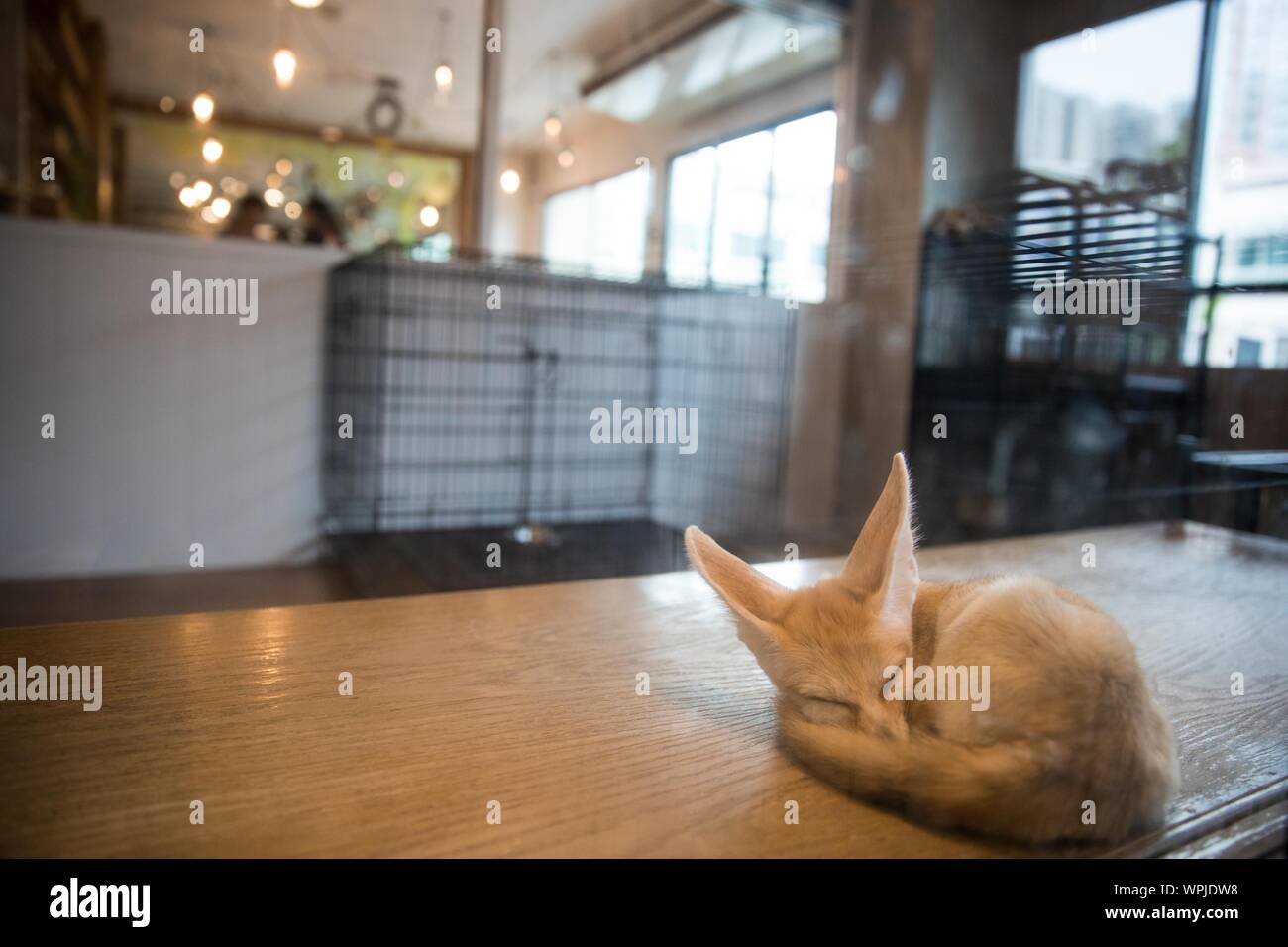 Bangkok, Thailand. 9th Sep, 2019. A fennec fox rests at the Animal Cafe ...