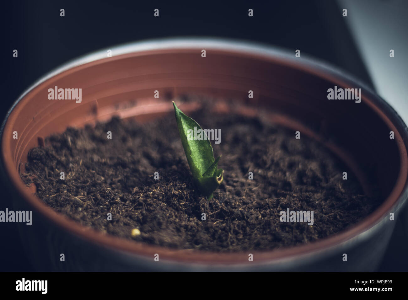 small plant growing Stock Photo - Alamy