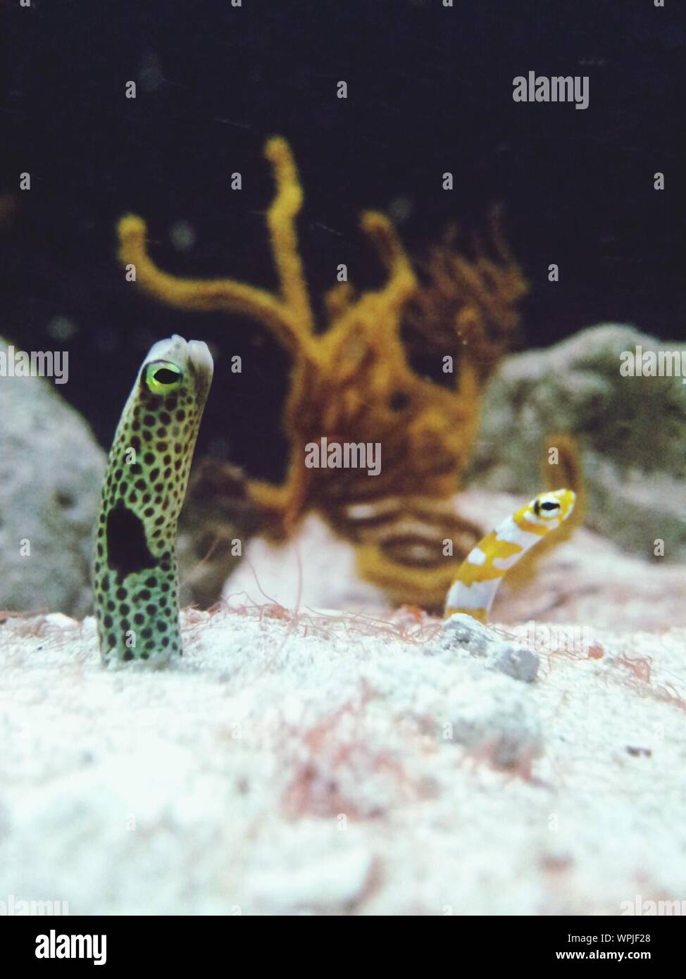 Sea snakes hi-res stock photography and images - Alamy