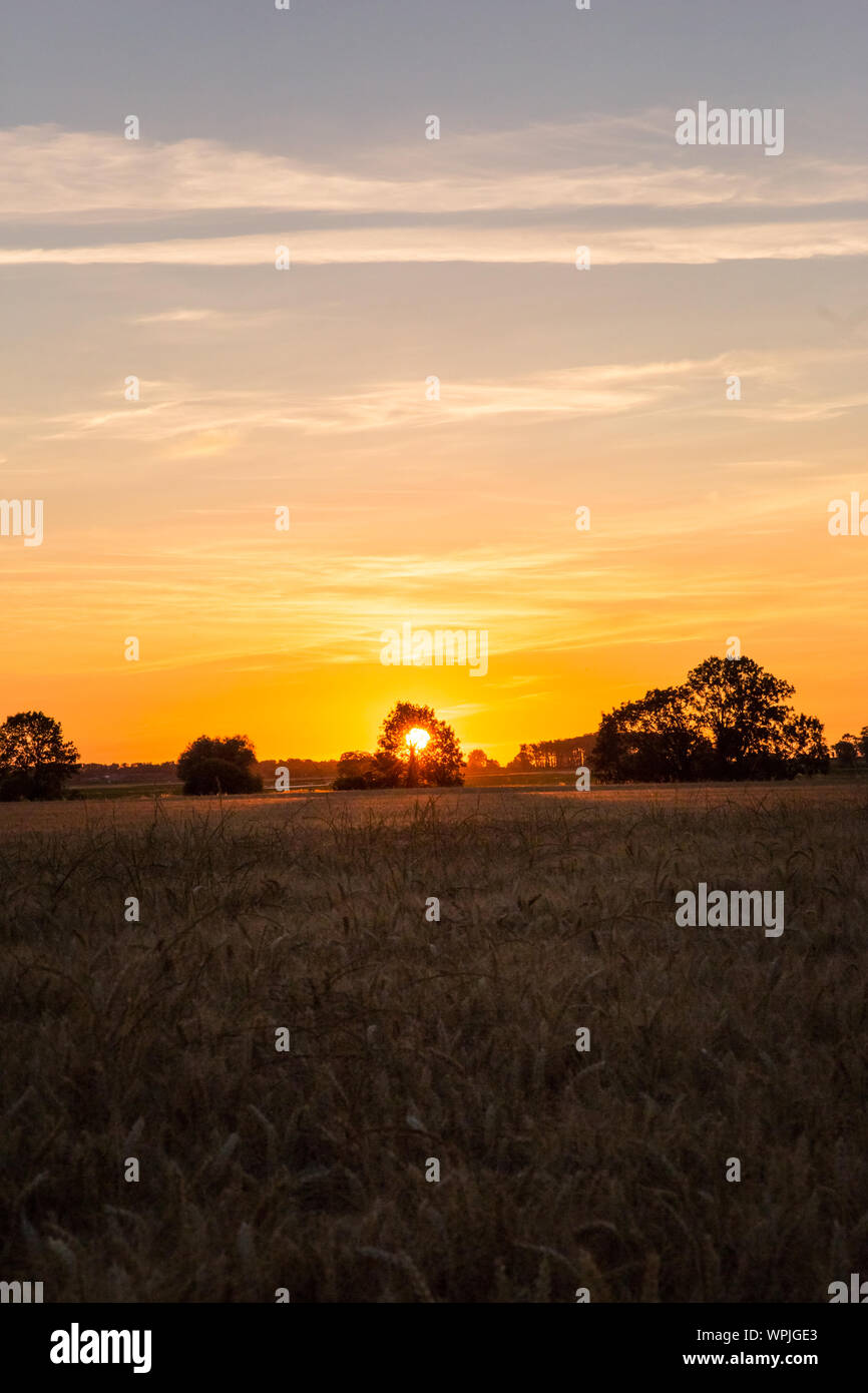 Wheat field in rays setting hi-res stock photography and images - Alamy