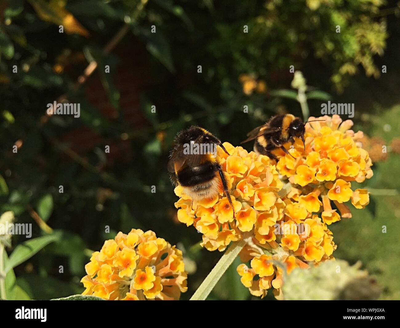 Insects on flowers hi-res stock photography and images - Alamy