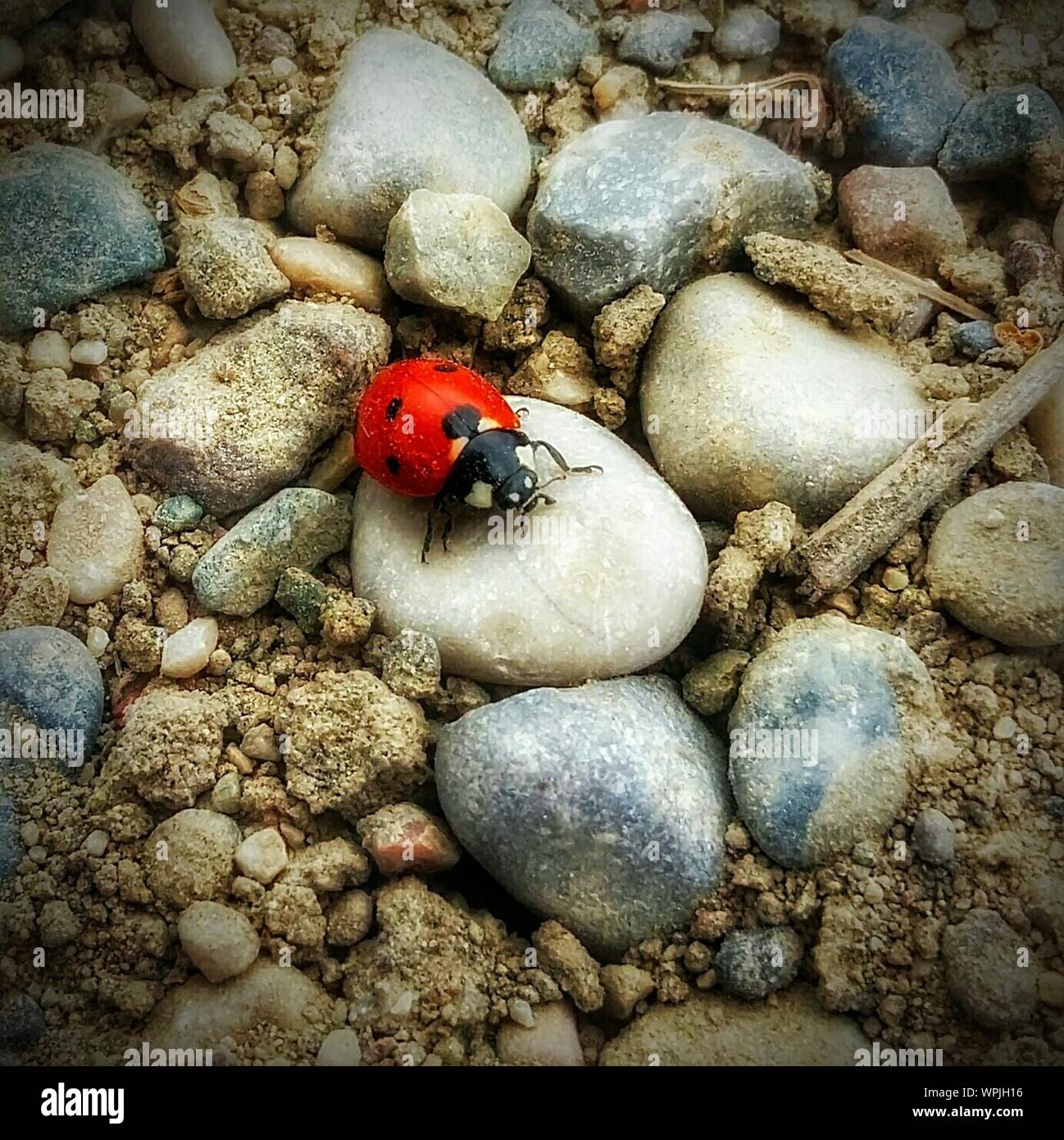 Stone ladybug hi-res stock photography and images - Alamy