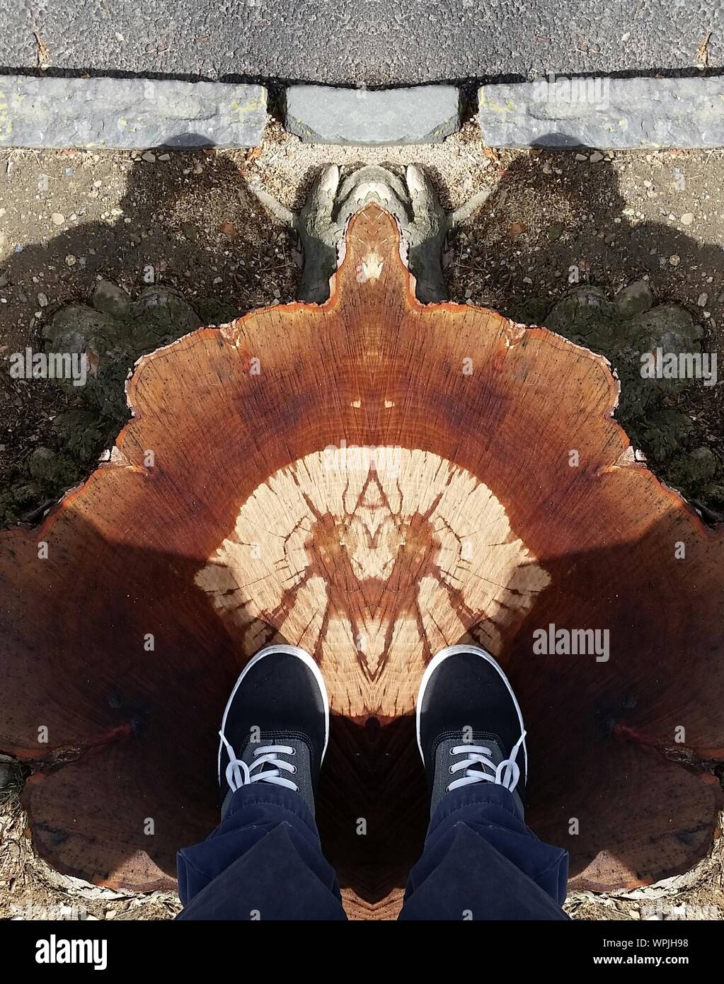 Standing stump wood hi-res stock photography and images - Alamy