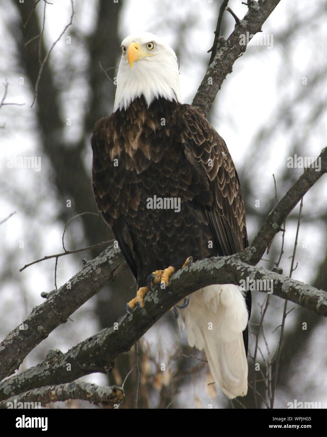Bald Eagle Perching High Resolution Stock Photography and Images - Alamy