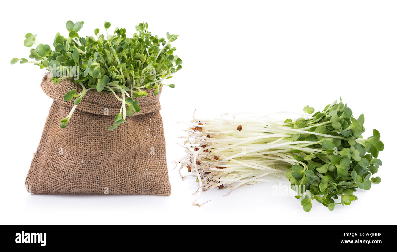 Kaiware sprout hi-res stock photography and images - Alamy