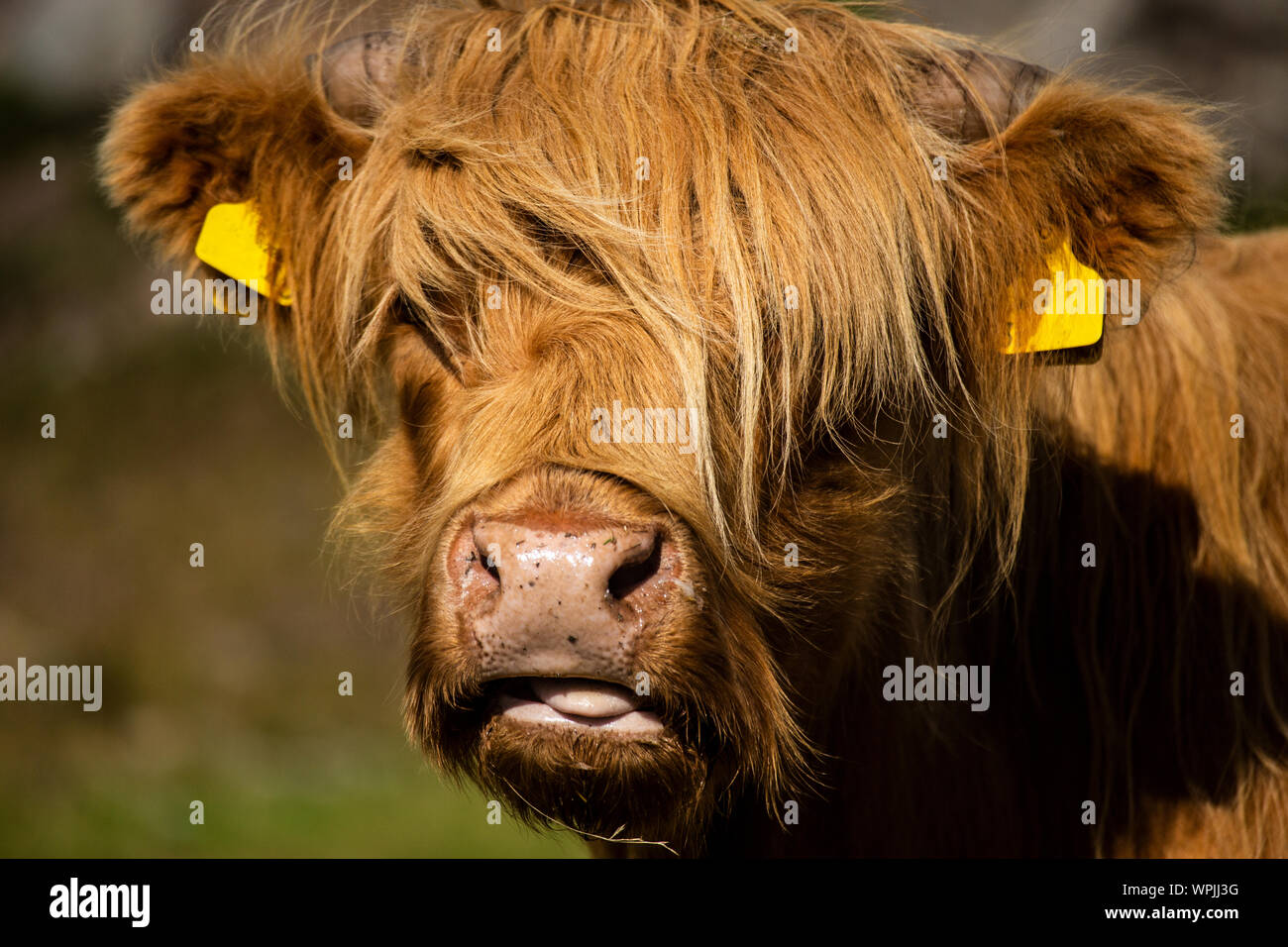 Galloway cow hi-res stock photography and images - Alamy