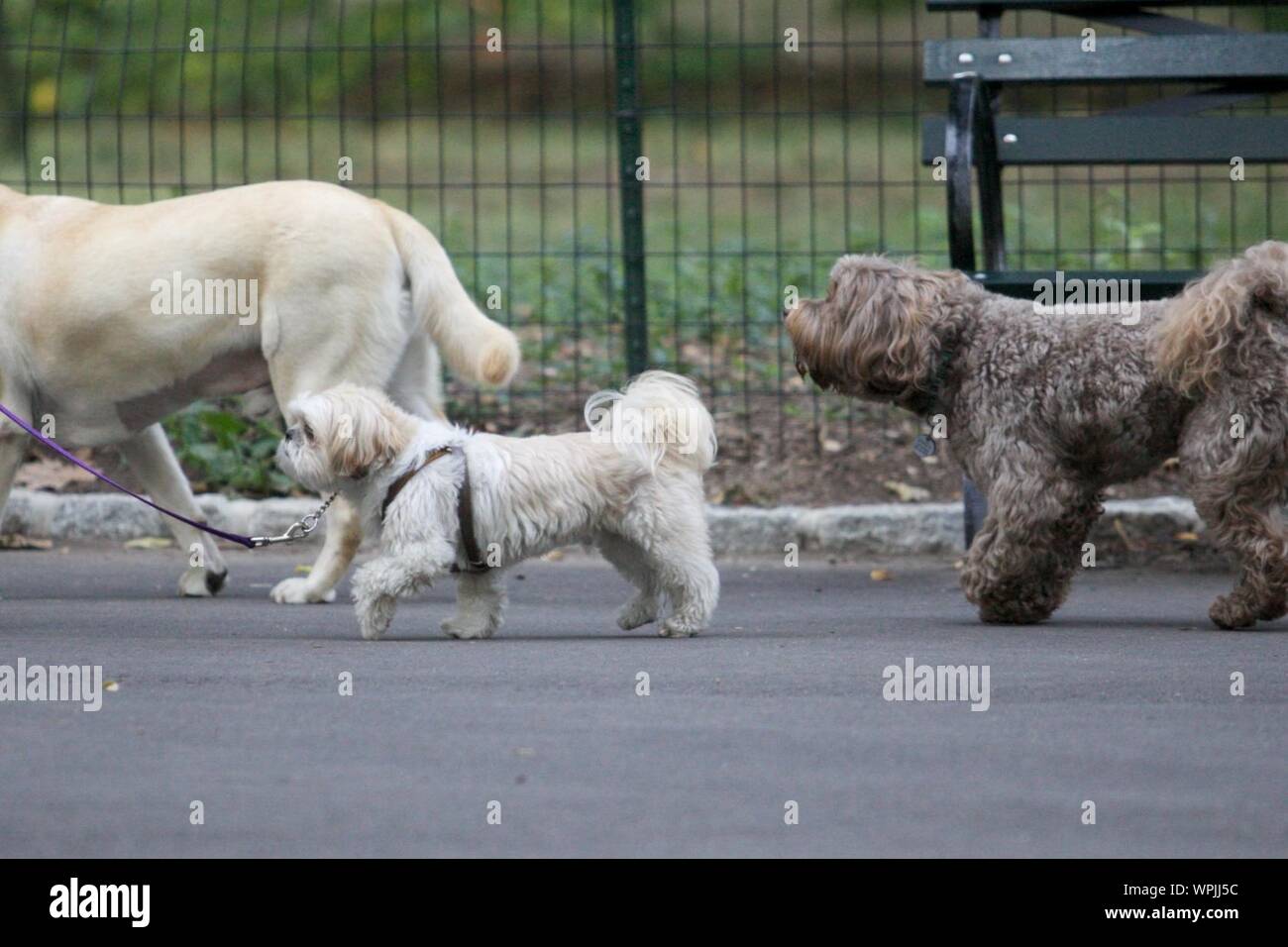 Walking dogs at the park hi-res stock photography and images - Alamy