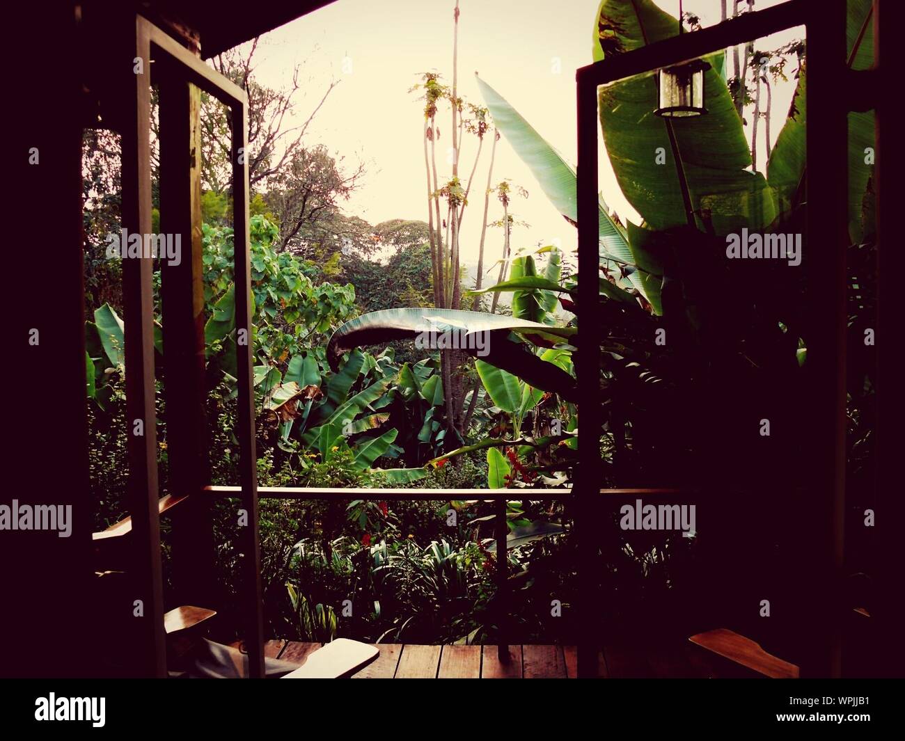 Exotic plants hi-res stock photography and images - Alamy