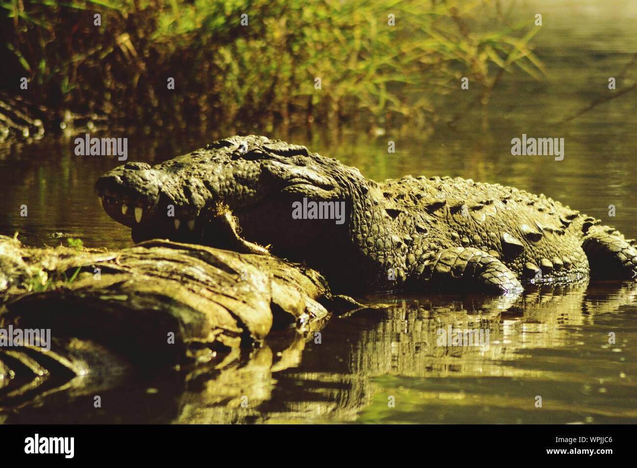 Crocodile in lake water hi-res stock photography and images - Alamy
