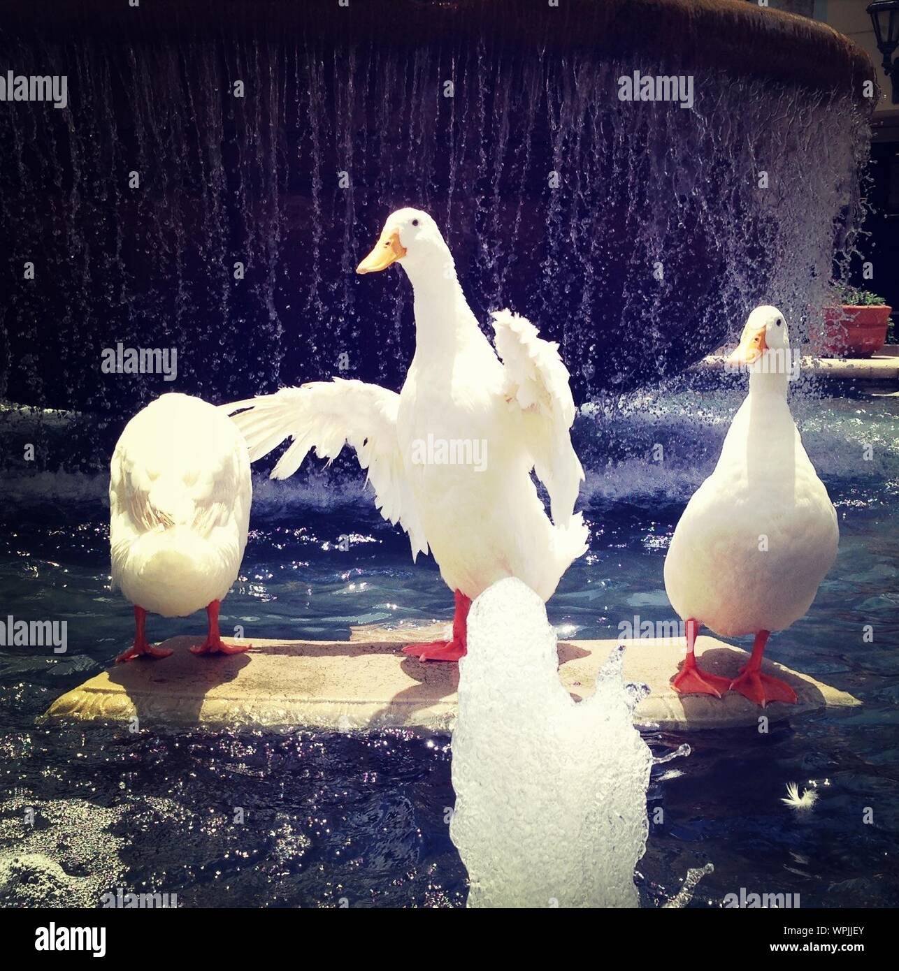 White goose water hi-res stock photography and images - Alamy