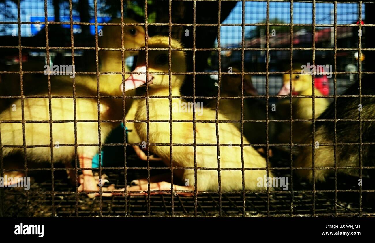 Duck in cage hi-res stock photography and images - Alamy