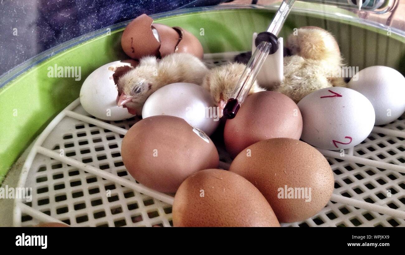 Hatching eggs hi-res stock photography and images - Alamy